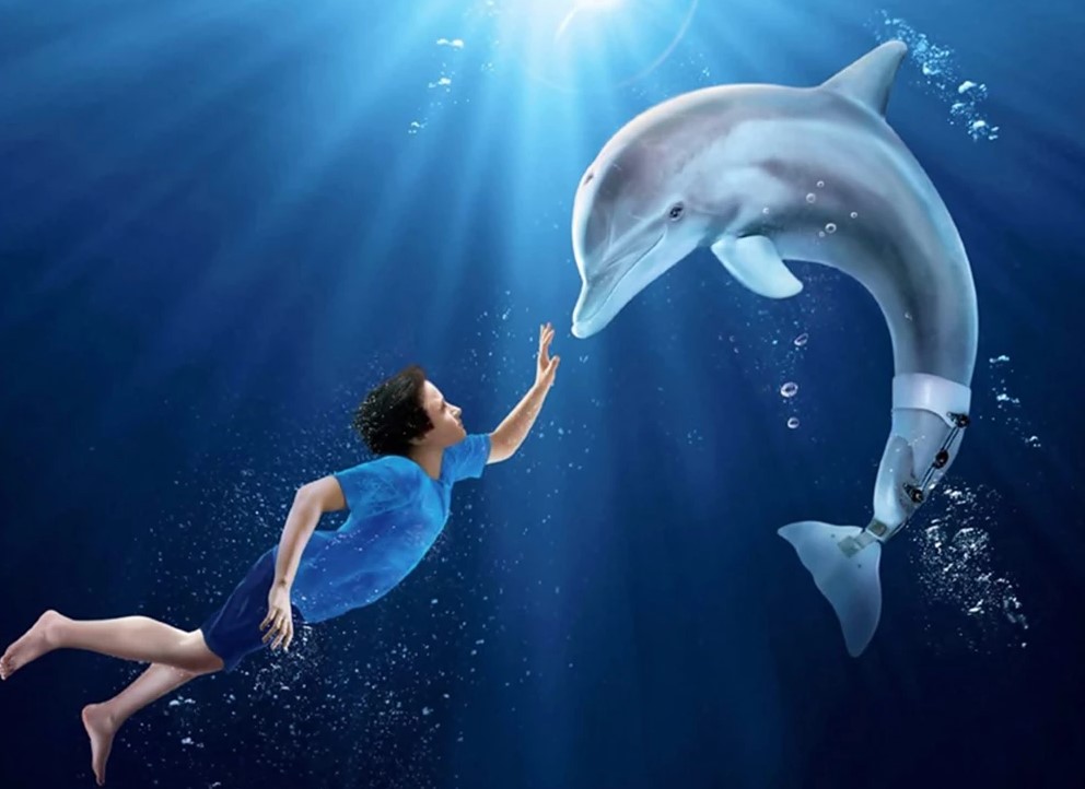 Will We Ever See The Dolphin Tale 3 - Release Date, Plotline, Cast ...