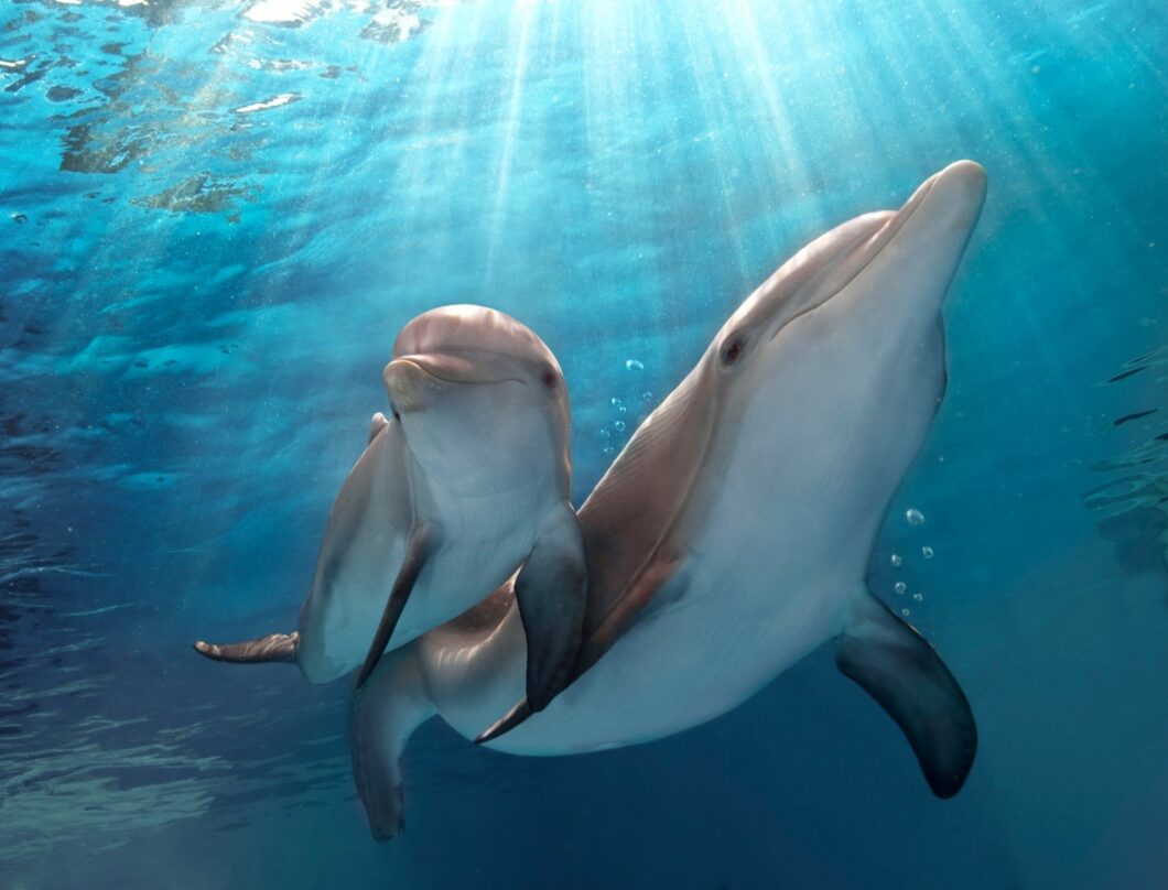 Will We Ever See The Dolphin Tale 3 - Release Date, Plotline, Cast ...