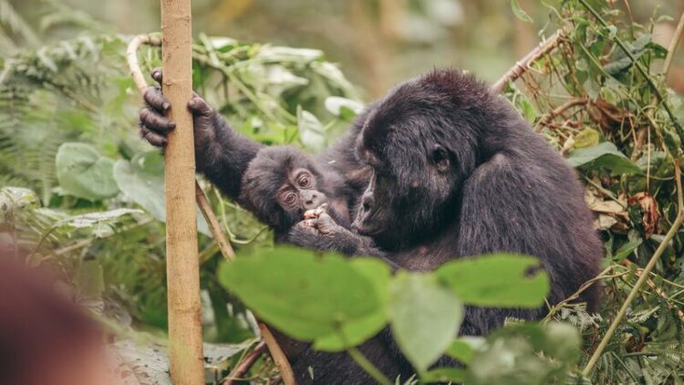 Gorilla Trekking in Uganda Impenetrable National Park: An Unforgettable ...